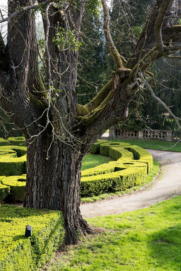 Castle Garden with Cut Bushes and Old Tree Stock Image - Image of ...