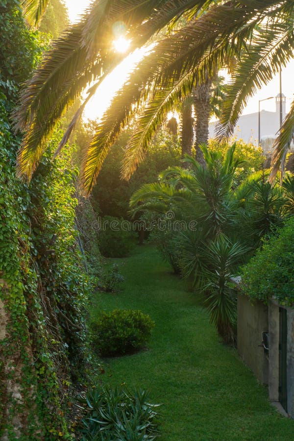Castle Garden with Palm Trees and Mowed Lawn Stock Photo - Image of ...