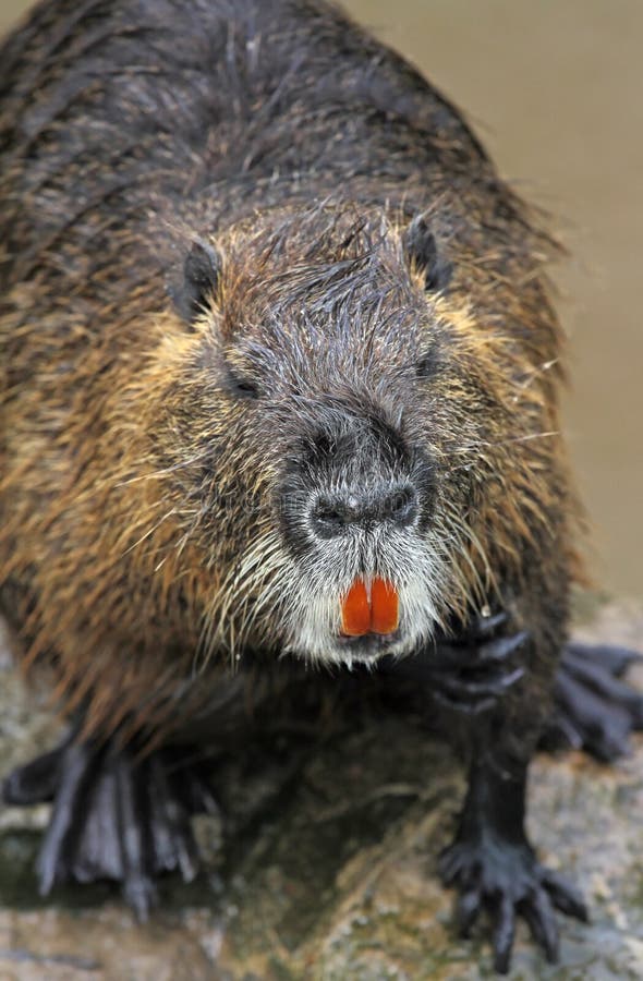 19,053 Photos de Castor - Photos de stock gratuites et libres de droits ...