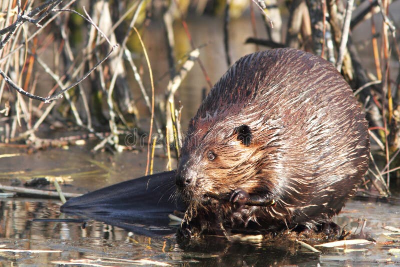 La Foto Del Primer De Los Castores Que Comen En El Lago, Lagos Tripple ...