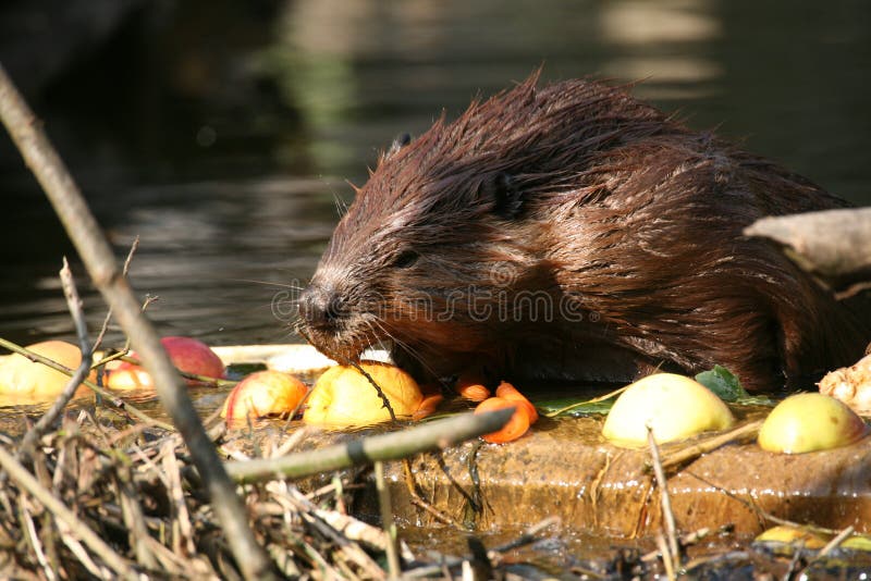 Castor imagen de archivo. Imagen de agua, castores, alimento - 2668283