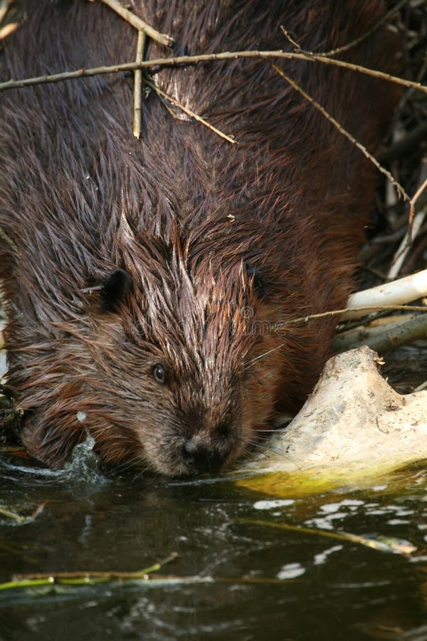 Castor imagen de archivo. Imagen de cola, castores, piel - 3542589
