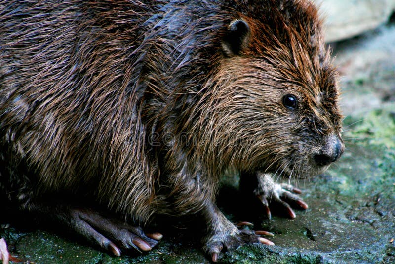 Castor imagen de archivo. Imagen de cubo, dedos, agua - 5102803