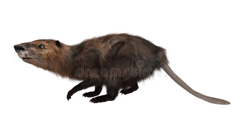 Castor foto de archivo. Imagen de salvaje, cubo, aislado - 59449912