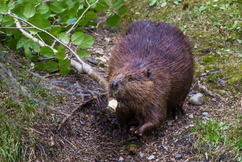 Castor Adulto Que Come Una Planta En Isla Navarino, Patagonia Castor En ...