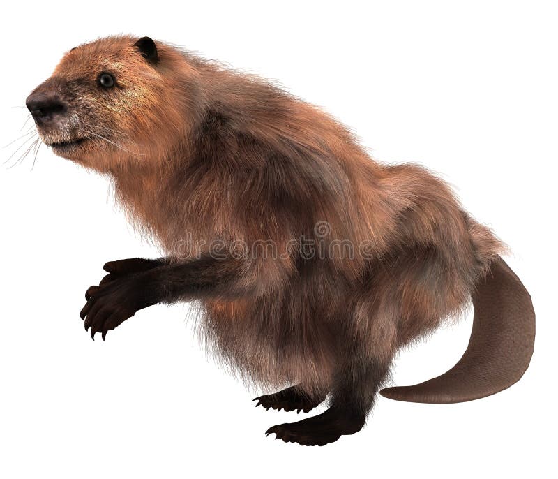 Castor Aislado En El Ejemplo Blanco Del Fondo 3d Foto de archivo ...