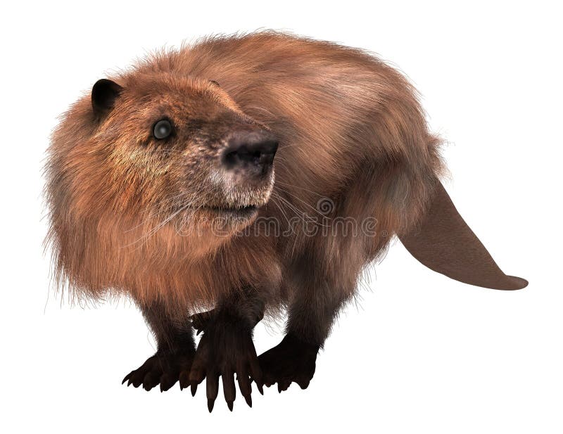 Castor Aislado En El Ejemplo Blanco Del Fondo 3d Foto de archivo ...