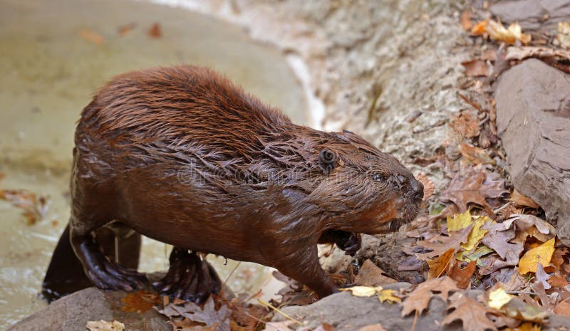 Castor americano imagen de archivo. Imagen de fauna, maintaining - 63279411