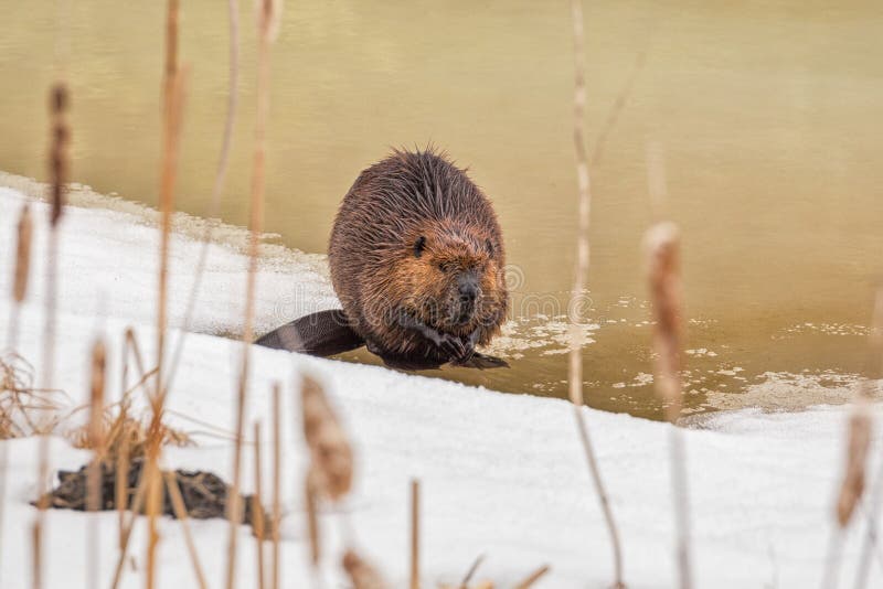 Castor Americano Em Uma Lagoa Congelada Imagem de Stock - Imagem de ...