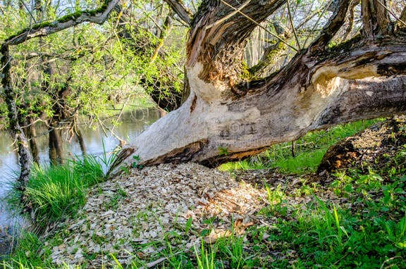 Castor aserrado madera imagen de archivo. Imagen de flama - 71726675