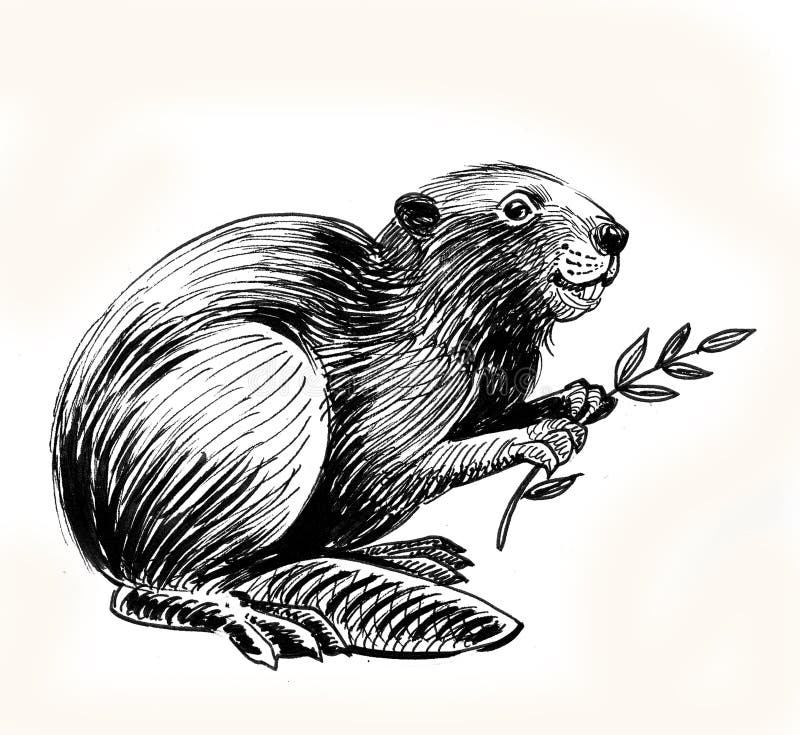 Castor Stock Illustrations, Vecteurs, & Clipart – (14,051 Stock ...
