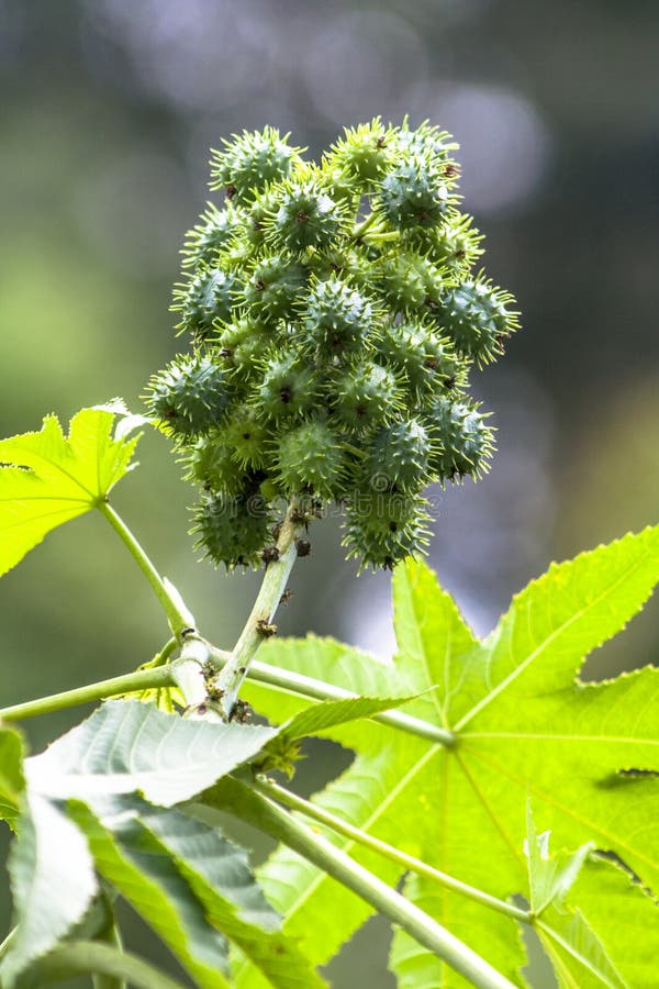 Castor Bean Tree Ricinus Communis L. On The Nature Stock Photo - Image ...