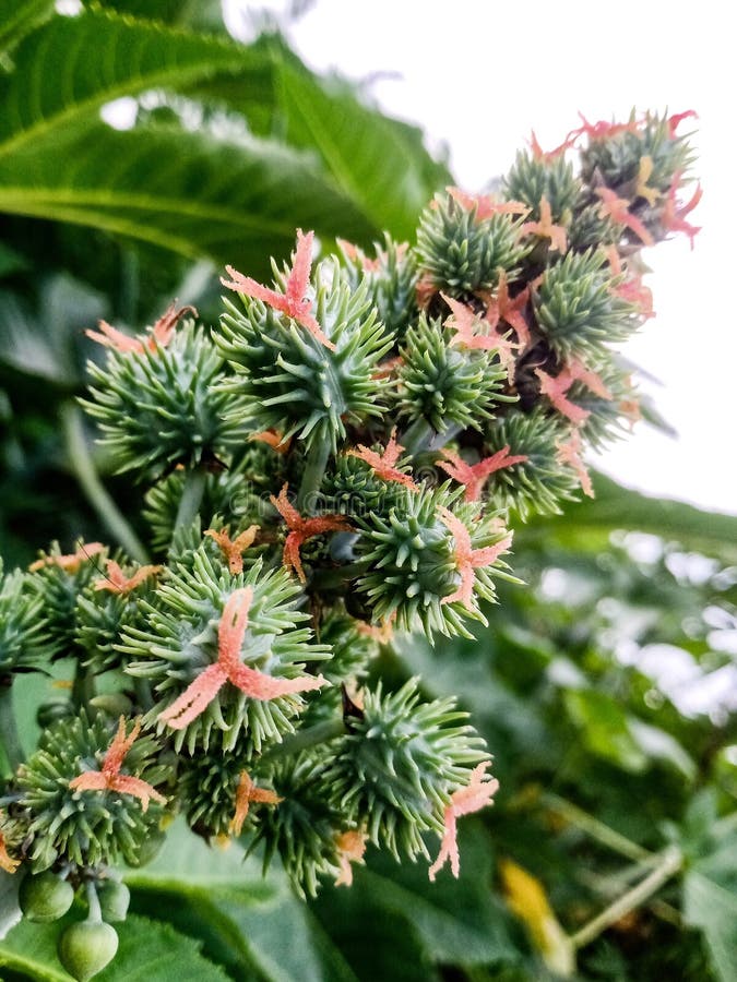 Castor Bean Flower Interesting Stock Image - Image of nature, flower ...