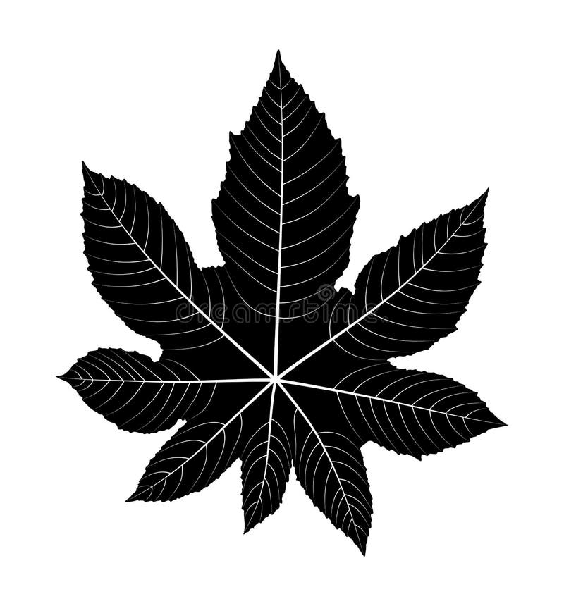 Castor bean leaf stock vector. Illustration of leaf - 240655917