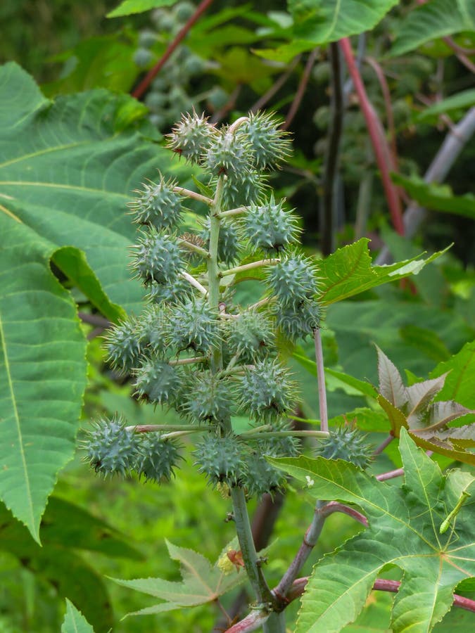 Castor Bean Plant that Bears Fruit. Stock Photo - Image of evergreen ...