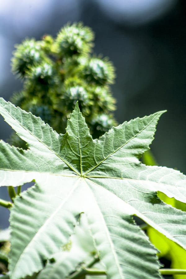Castor bean plant stock image. Image of nature, energy - 101885033