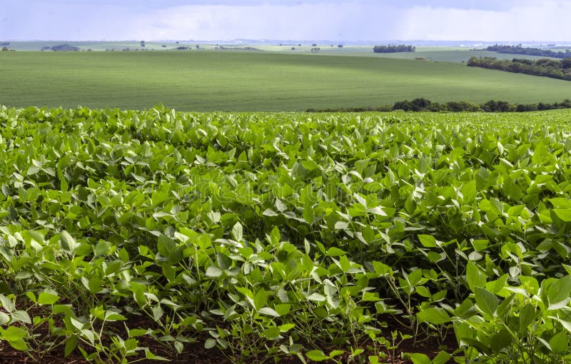 Castor Bean Plantation in Northeastern Brazil Stock Photo - Image of ...