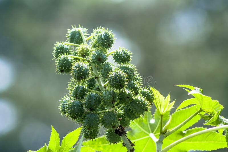 Castor bean stock photo. Image of brazil, green, farming - 63365150