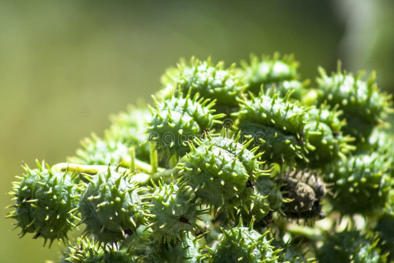 Castor bean stock image. Image of farm, alternative, green - 63365183