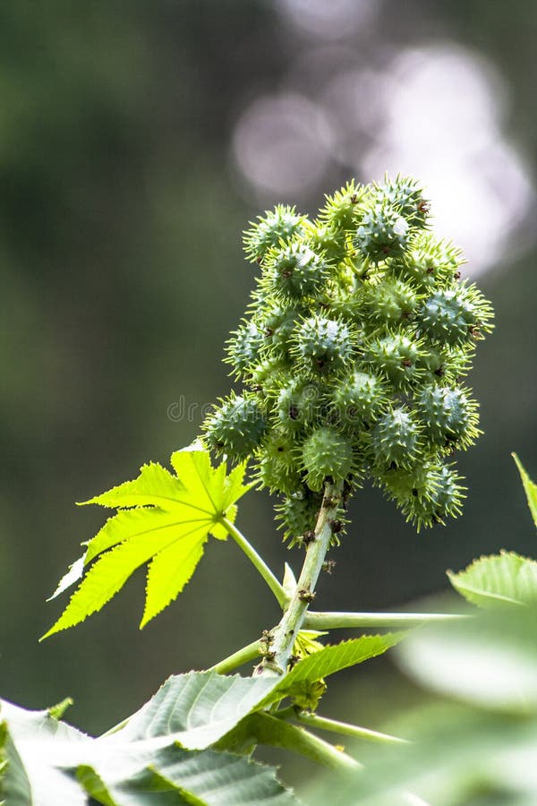 Castor bean stock image. Image of friendly, growing, mamona - 63365249