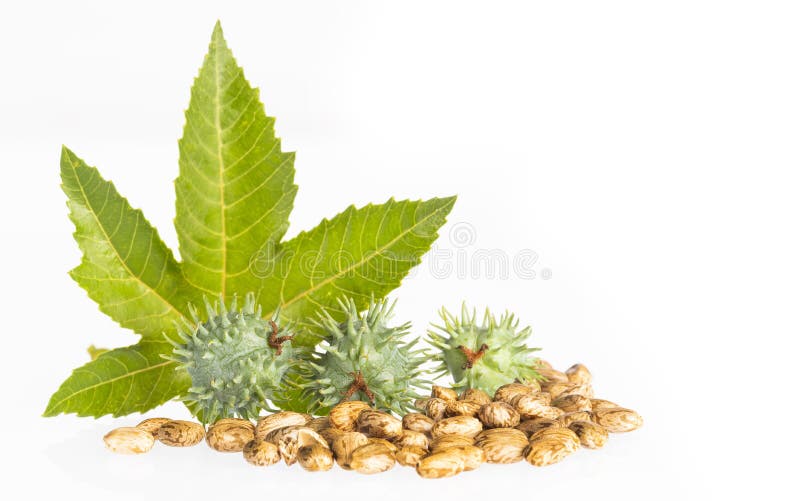 Castor Bean Plants - Ricinus Communis Stock Photo - Image of isolated ...
