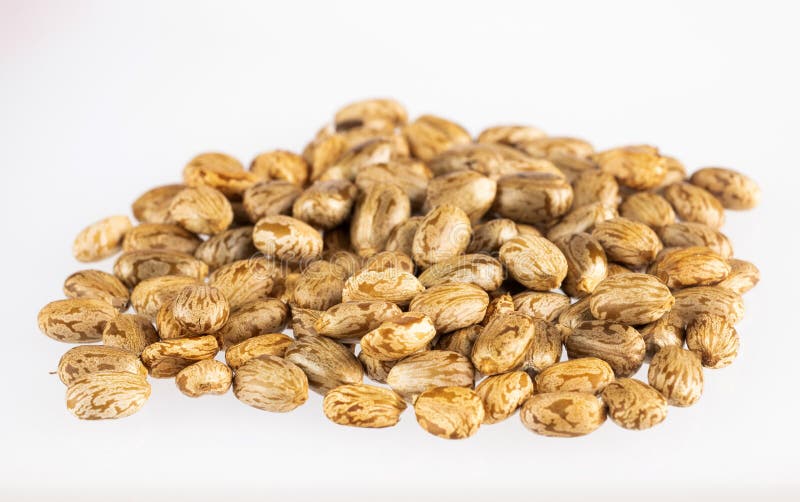 Castor Bean Plants - Ricinus Communis Stock Photo - Image of harvest ...