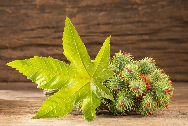 Castor Bean Plants - Ricinus Communis Stock Photo - Image of houseplant ...