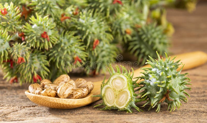 Castor Bean Plants - Ricinus Communis Stock Photo - Image of harvest ...