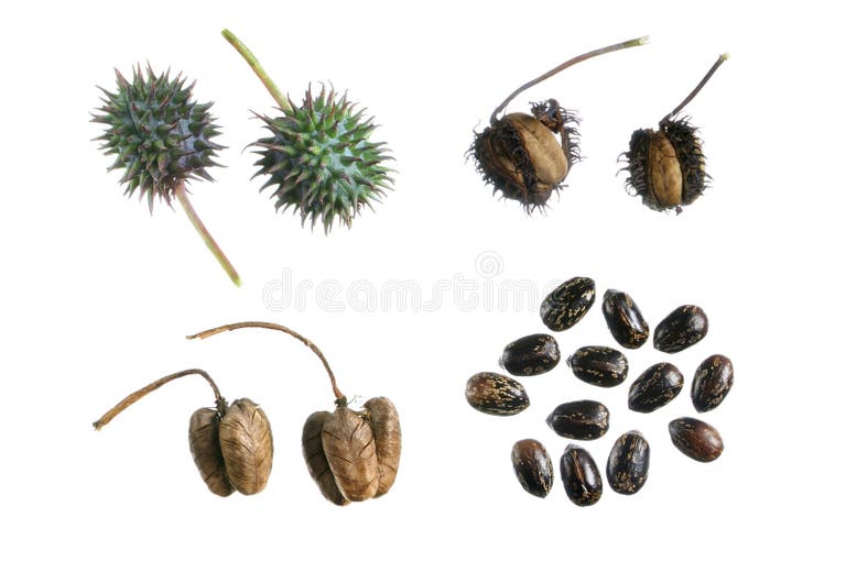 Castor Bean Propagation Cycle Stock Photo - Image of green, brown: 27995686