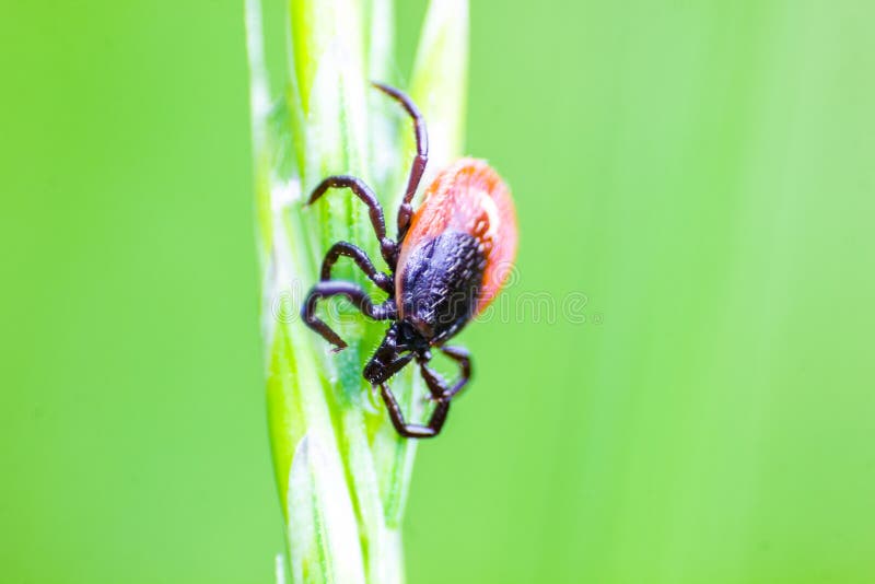 The Castor Bean Tick Ixodes Ricinus Stock Photo - Image of diseases ...