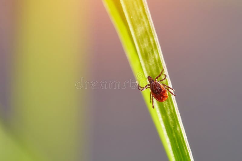 The Castor Bean Tick , Ixodes Ricinus Stock Image - Image of ...