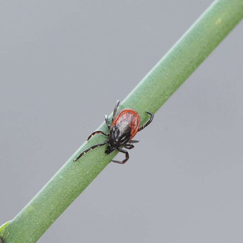 Castor Bean Tick, Ixodes Ricinus Stock Image - Image of dangerous ...