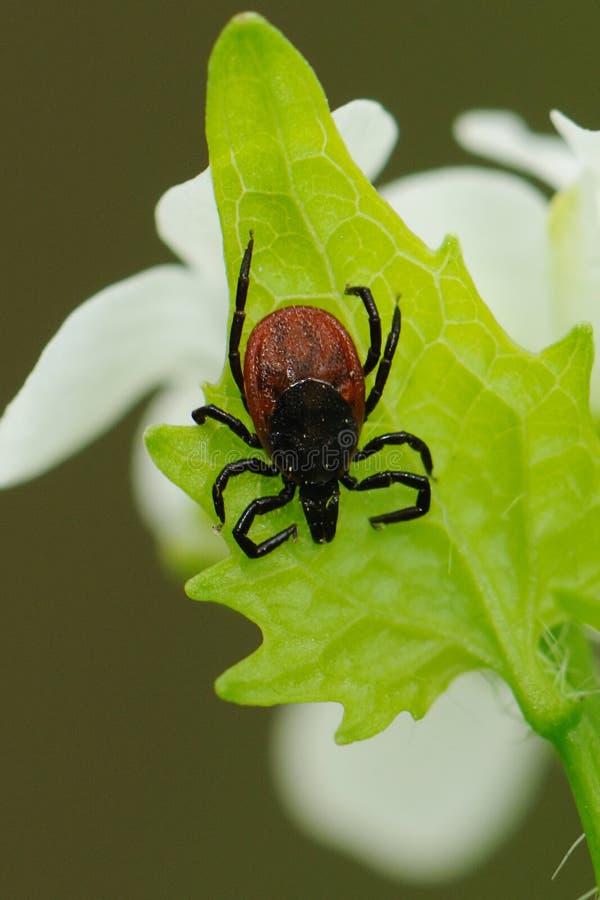 Tick waiting for a host stock image. Image of ecology - 11569761