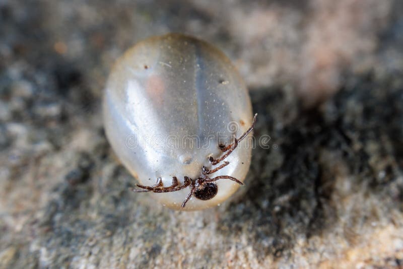 Castor bean tick stock image. Image of dangerous, brown - 254877697
