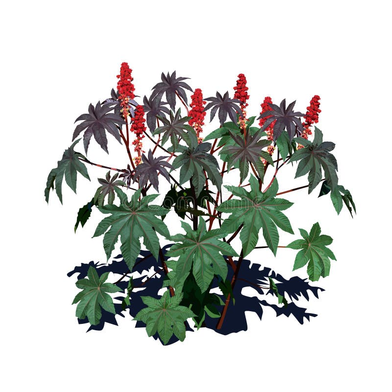 Castorbean, or Castor-oil-plant Ricinus Communis , Medicinal Plant ...