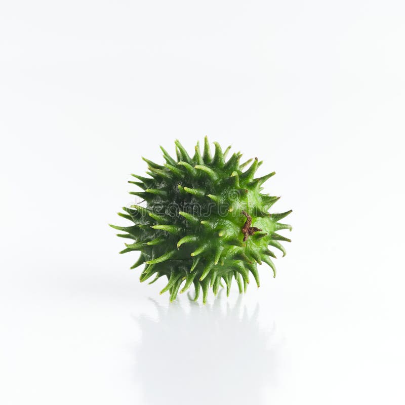 Castor beans seeds stock image. Image of vegetal, seeds - 27335417