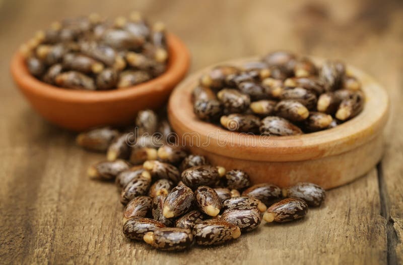 Castor beans stock photo. Image of medicinal, nerve, ricinus - 68669602