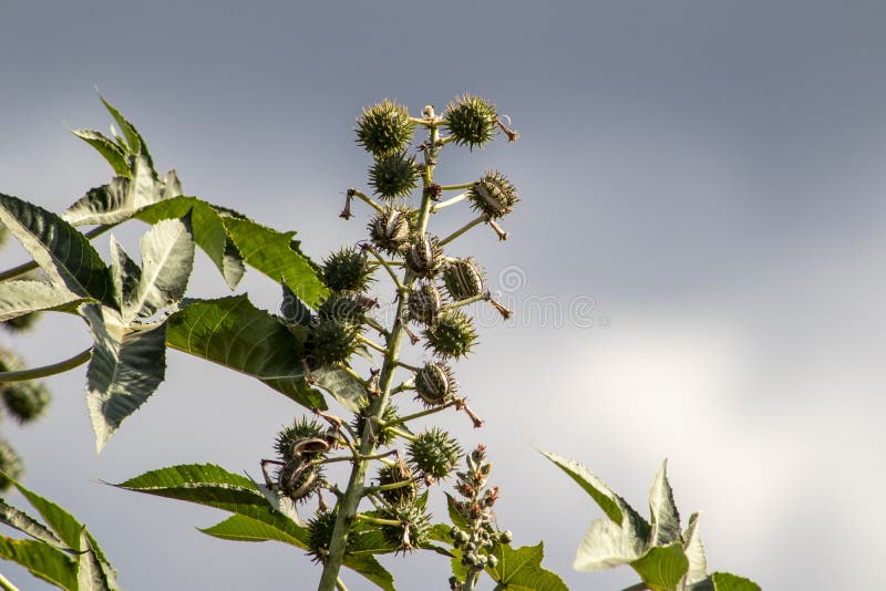 328 Castor Farm Stock Photos - Free & Royalty-Free Stock Photos from ...