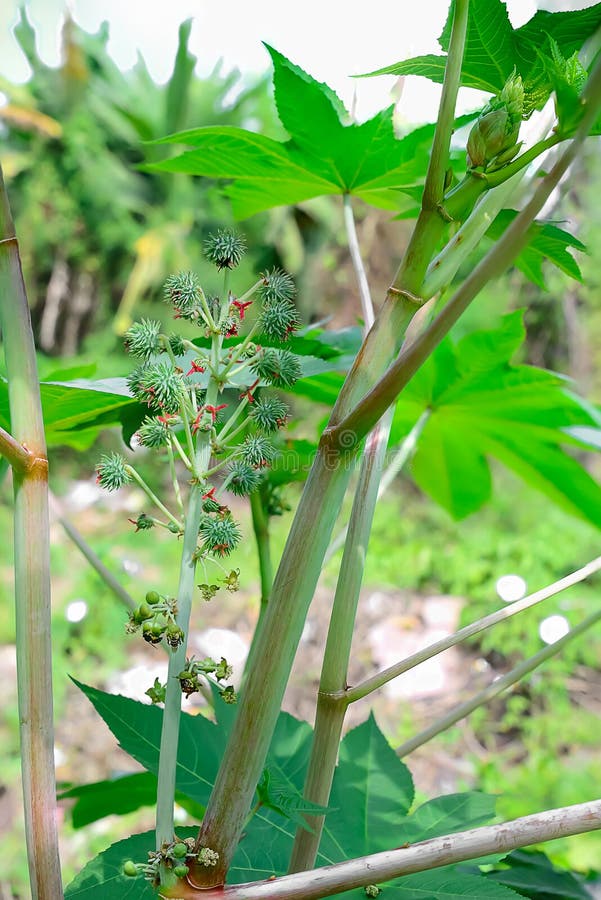 Castor stock image. Image of farm, alternative, nature - 109307271