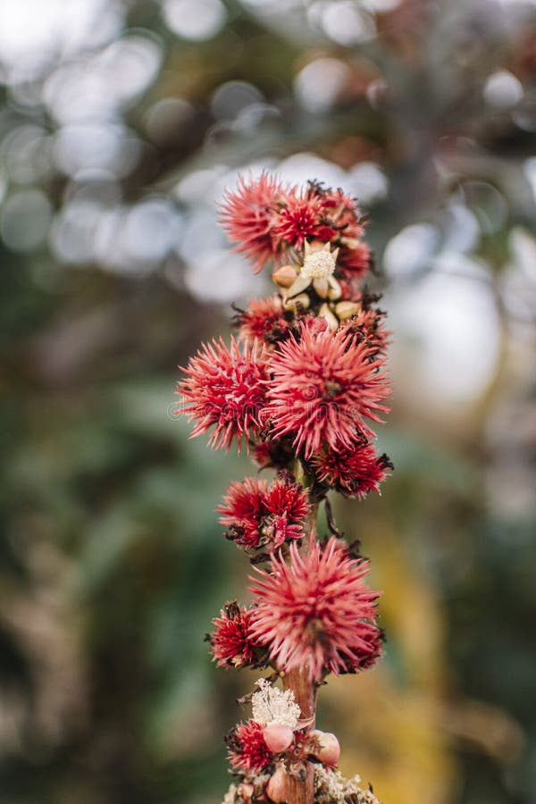Castor Bush with Highly Toxic Red Seeds Stock Image - Image of europe ...