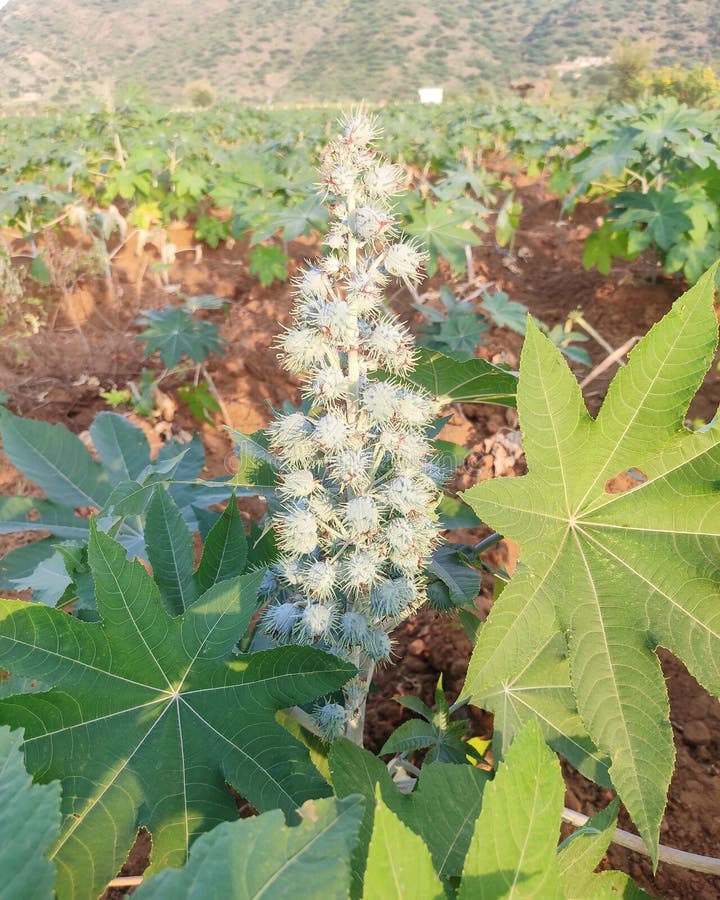 Castor Casto arandi stock photo. Image of deciduous - 223206988