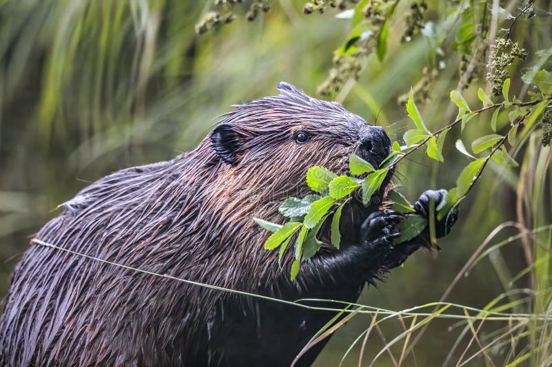 Castor Comiendo Algunas Hojas En Un Ambiente Natural Foto de archivo ...