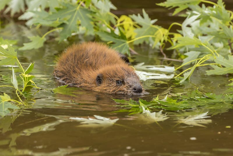 Castor del bebé imagen de archivo. Imagen de bebé, castor - 73614427