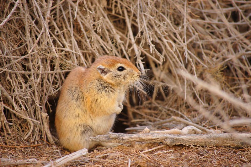 Castor del desierto. foto de archivo. Imagen de piel - 17816252