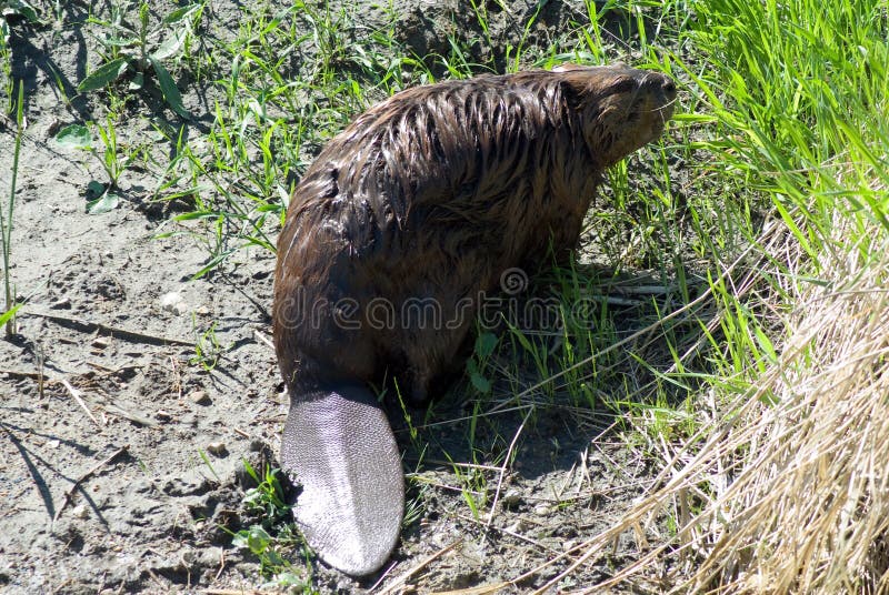 Castor del primer foto de archivo. Imagen de castor, mojado - 5405138