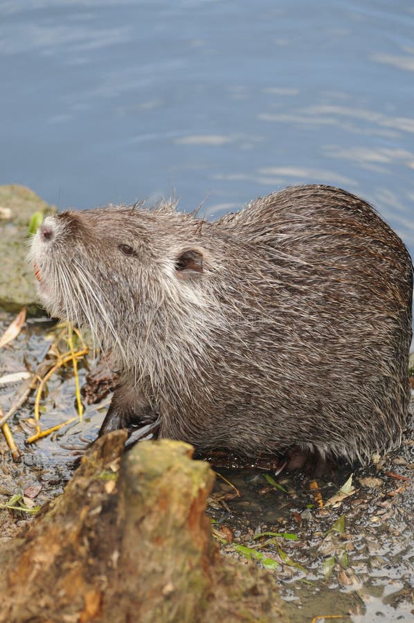 Castor europeu imagem de stock. Imagem de fibra, castor - 37716475