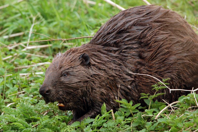 Castor europeu foto de stock. Imagem de verde, olhar - 64297384