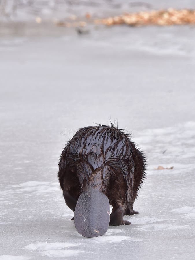 O Castor Europeu Ou Castor Do Eurasian Foto de Stock - Imagem de nave ...