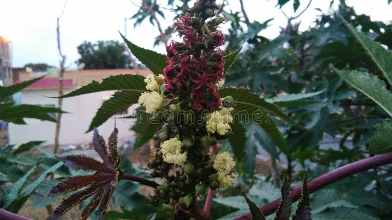 Castor flower stock image. Image of beautiful, nature - 124983319