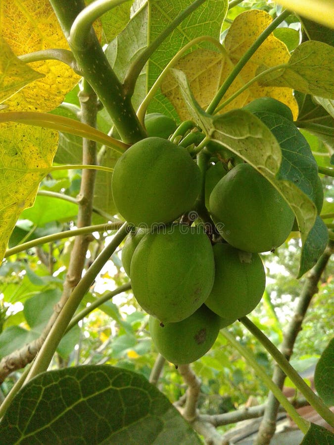 Castor Fruit and Seed Background Stock Image - Image of communis, spot ...